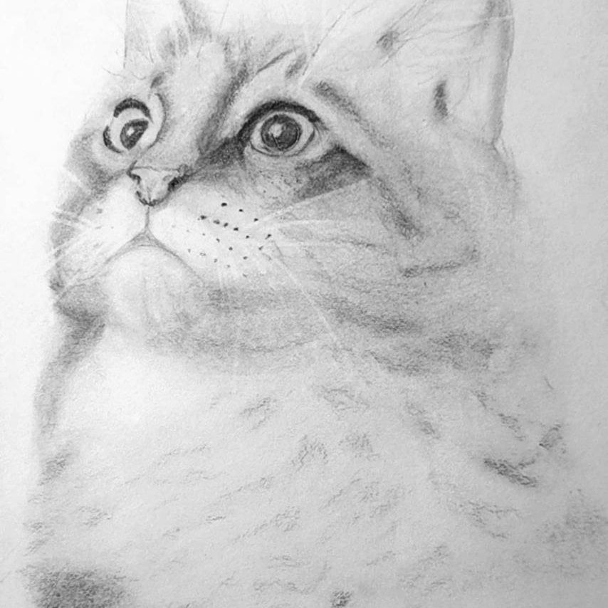 Catit Art Contest 2024 - Cat art from Canada - Catit